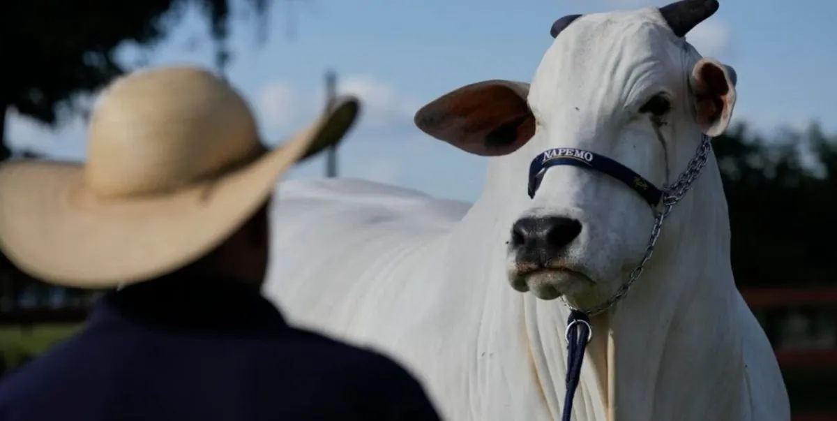 Brazil unveils super cow worth 4 4 million, which is considered unusual ...