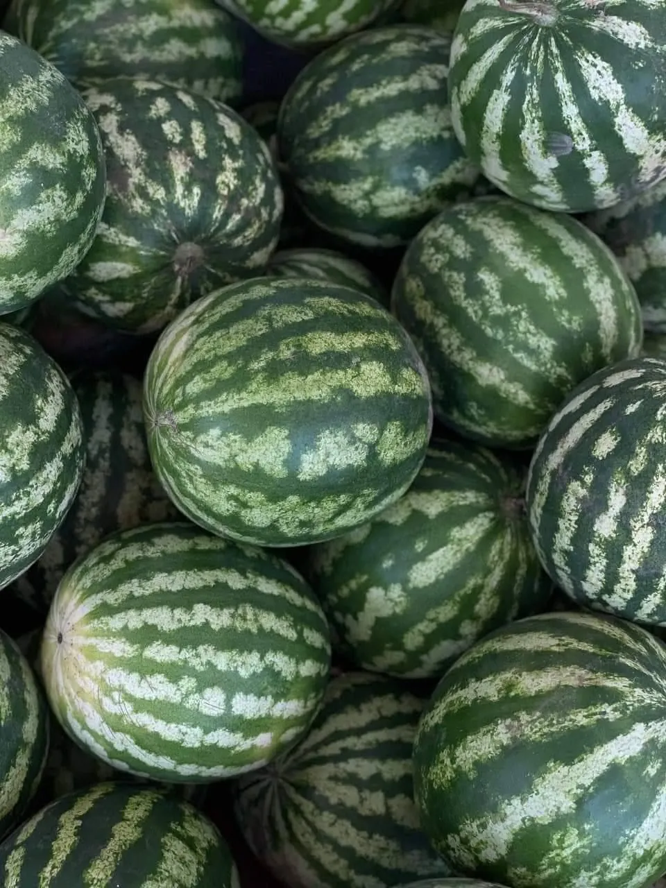 Watermelon prices in Ukraine decreased by a third in a week ...