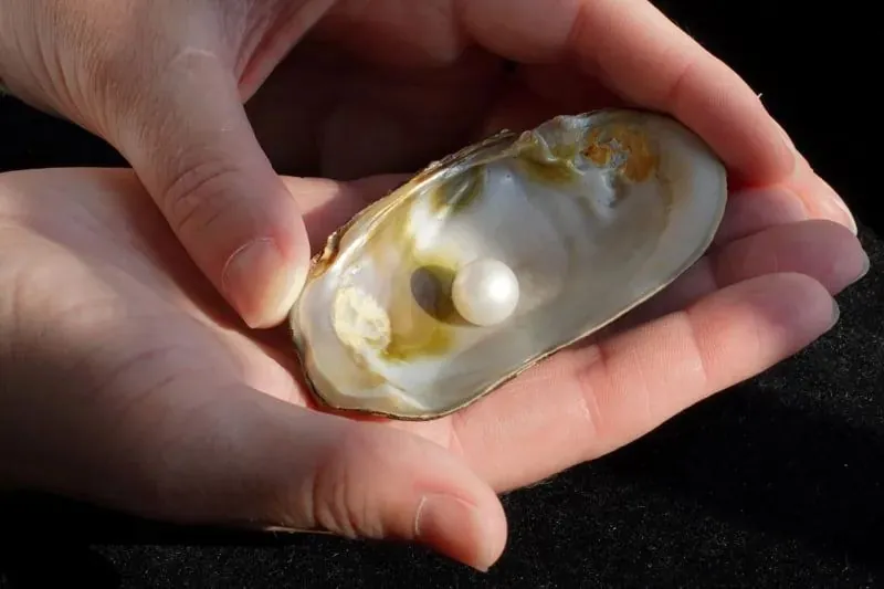 The largest freshwater pearl in Scotland was sold at auction for almost ...