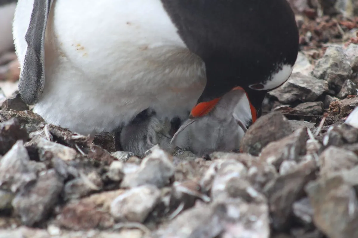 First penguin chicks in season appeared near the Akademik Vernadsky ...