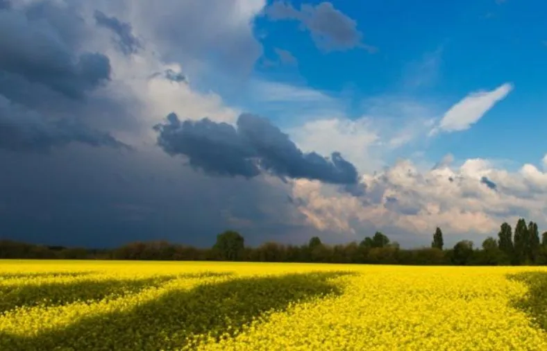 In 2024, about 255 thousand hectares of land were demined in Ukraine ...