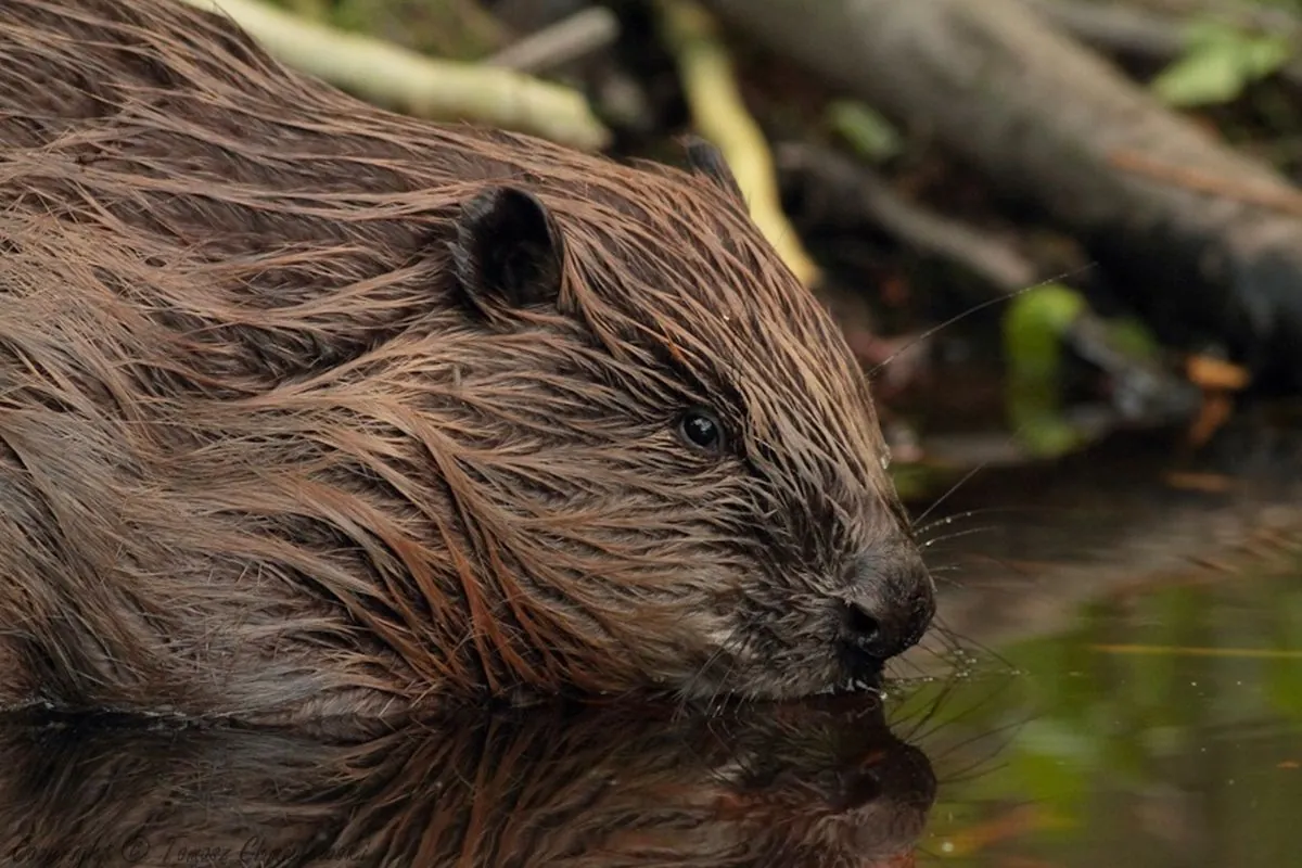 Beavers in the Czech Republic saved the state 1.2 million euros on the ...