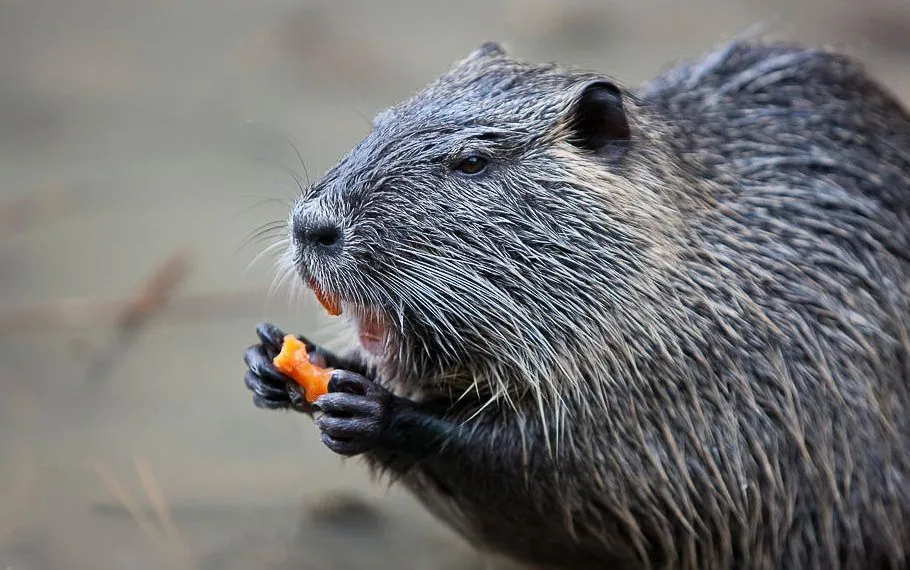 More than 100 nutria settled in the national park in Odesa region ...
