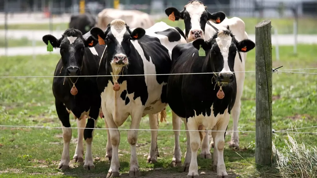 Foot-and-mouth disease epidemic: Hungary and Slovakia are destroying ...