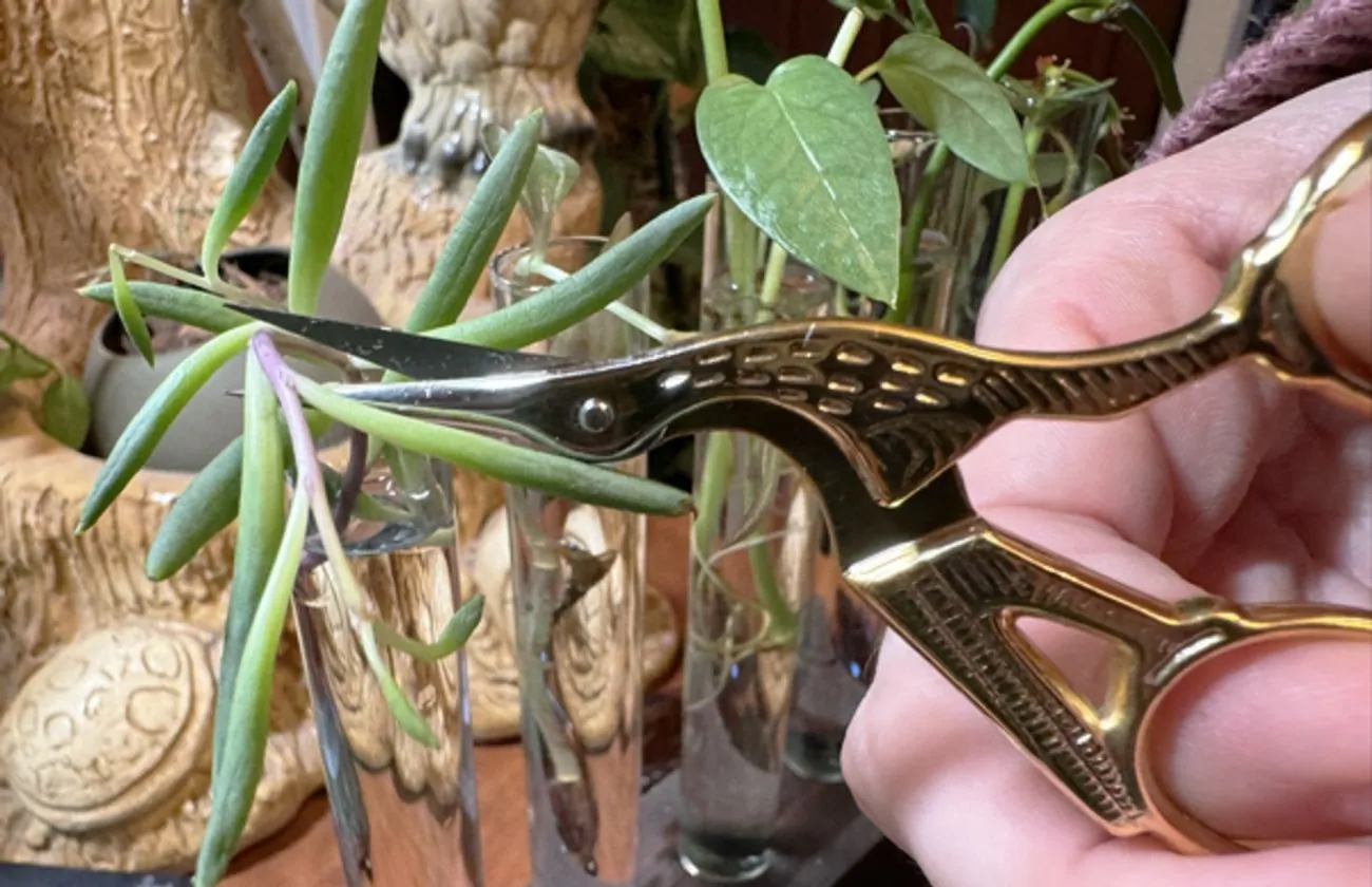 Plants can "scream": scientists explain how it happens | УНН