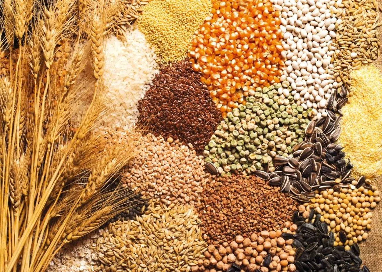 How is seed import changing in Ukraine? Farmers warn of the risks of ...