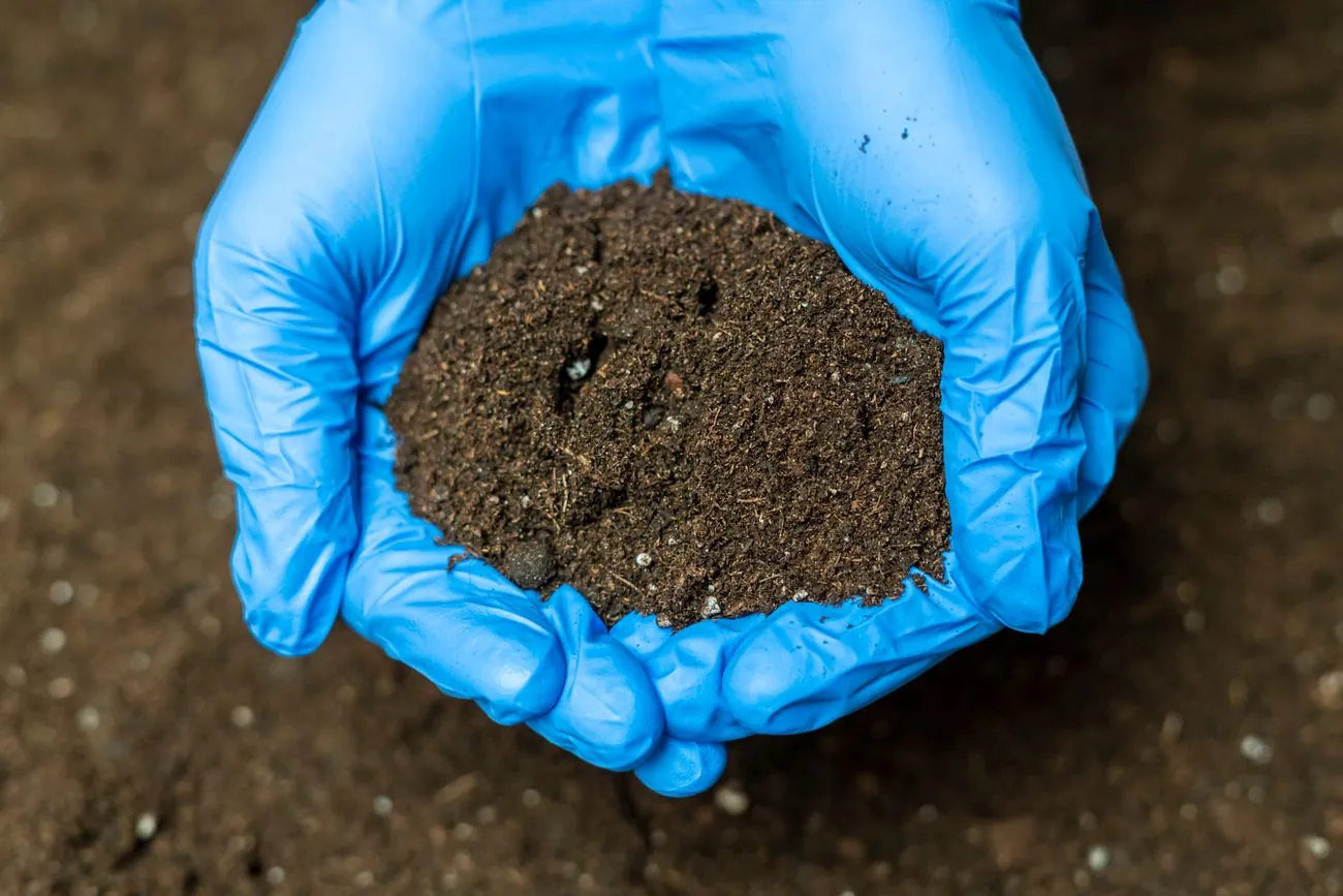 Soil from Fukushima is planned to be used in the garden of the Japanese ...