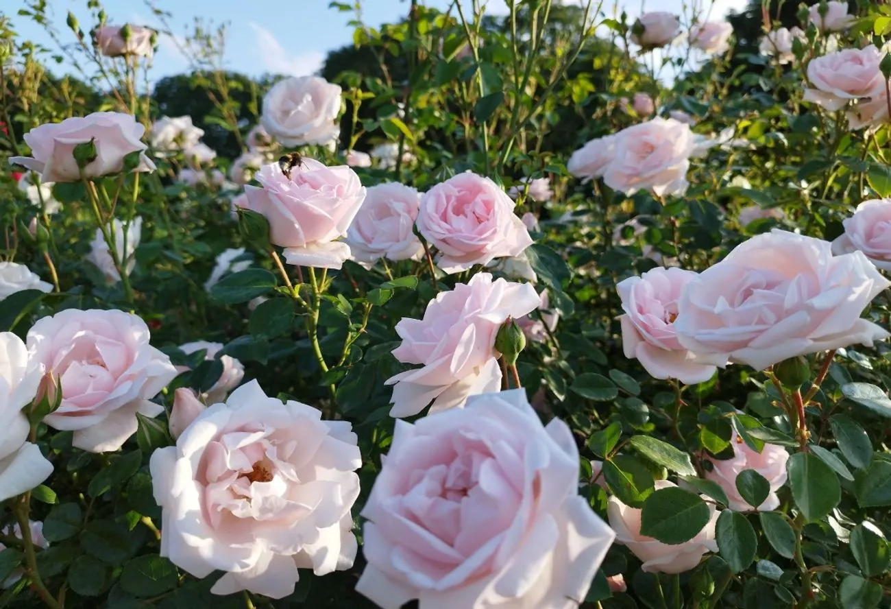 Roses Massively Bloom in Hryshko National Botanical Garden in Kyiv | УНН