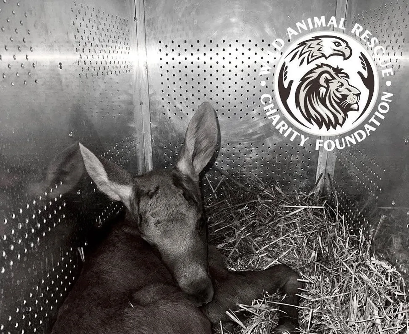 "Heart couldn't withstand the shock": a moose calf died as a result of ...