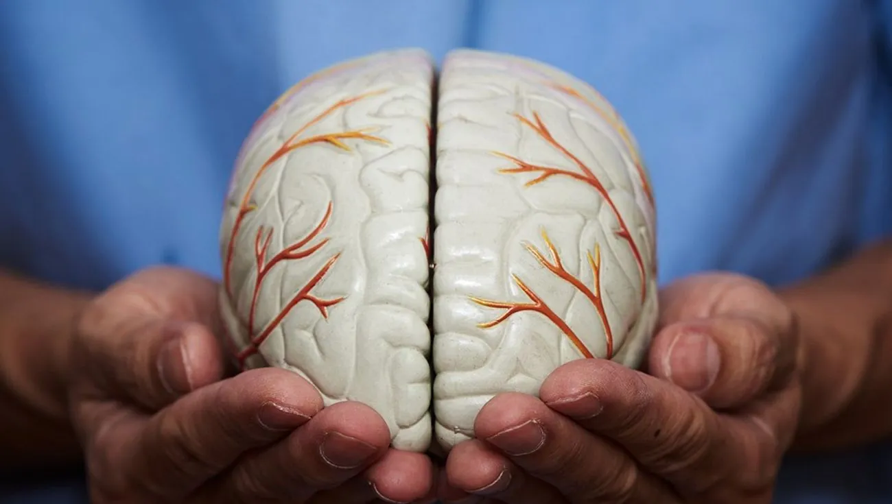 The human brain continues to "grow" neurons even in old age | УНН