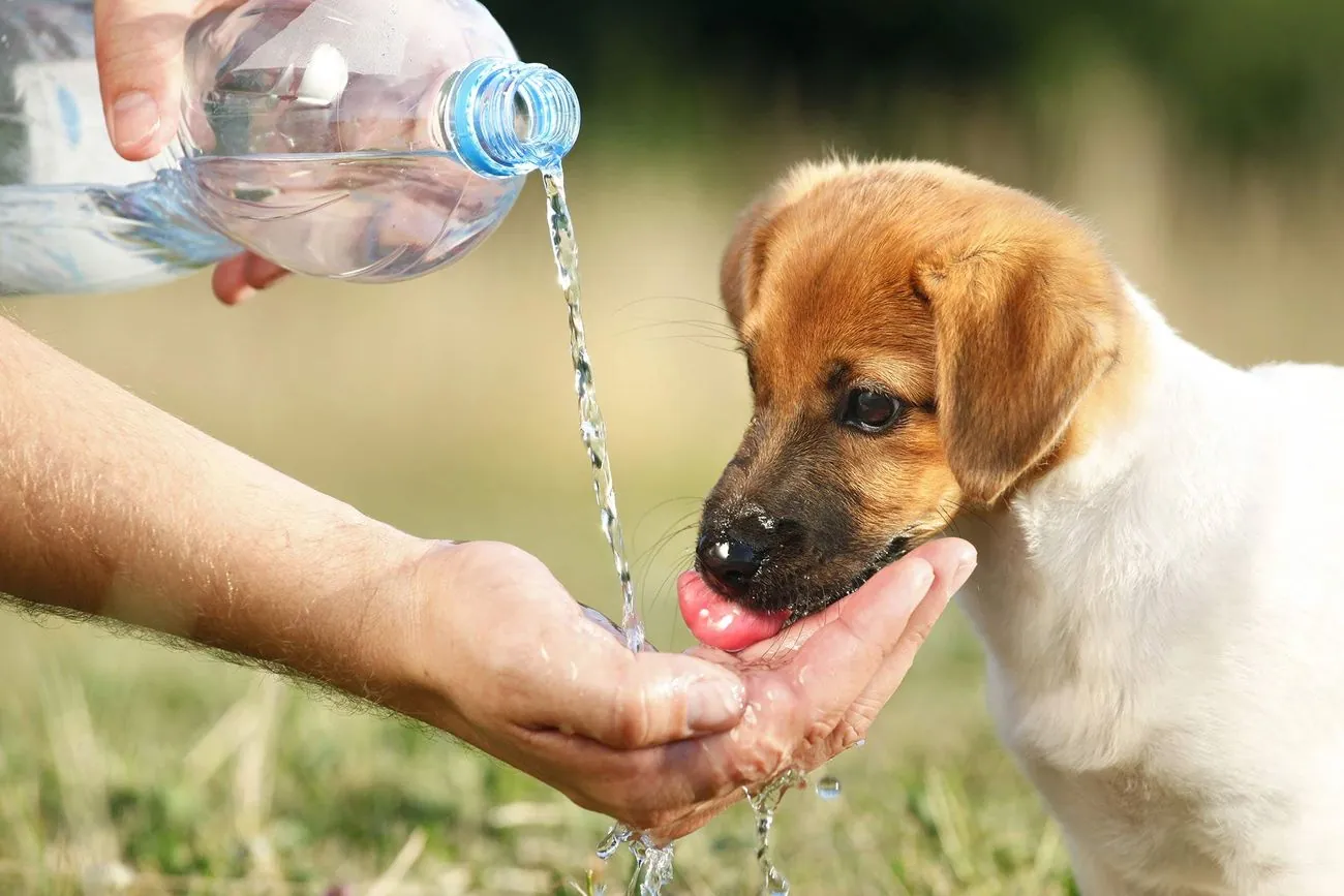 Burnt paws and heatstroke: how to save the lives and health of animals ...