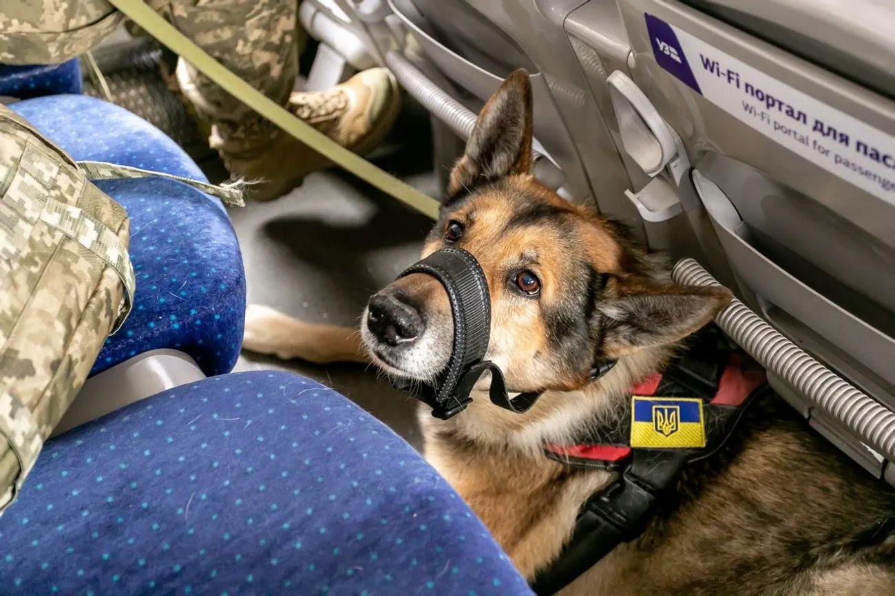 Rules for transporting animals on trains updated: what you need to know ...