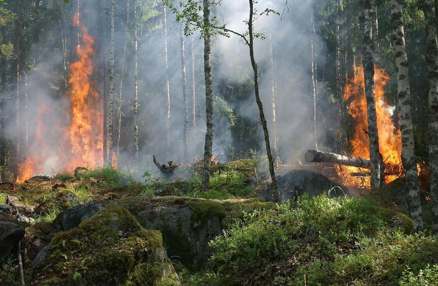 Trees may become more flammable due to climate change - study | УНН