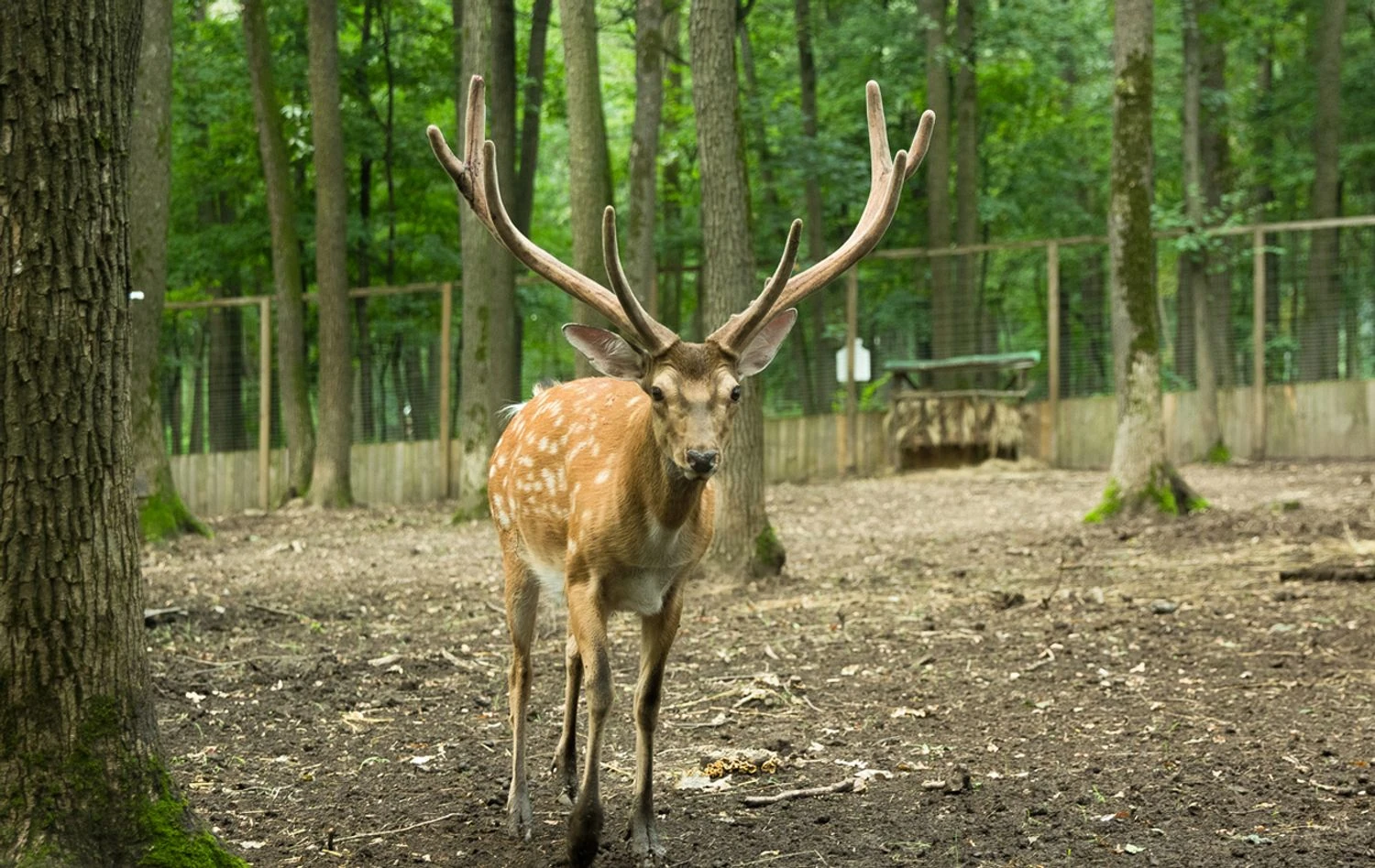 Rabies detected in a deer at a mini-zoo near Kyiv: visitors urged to ...