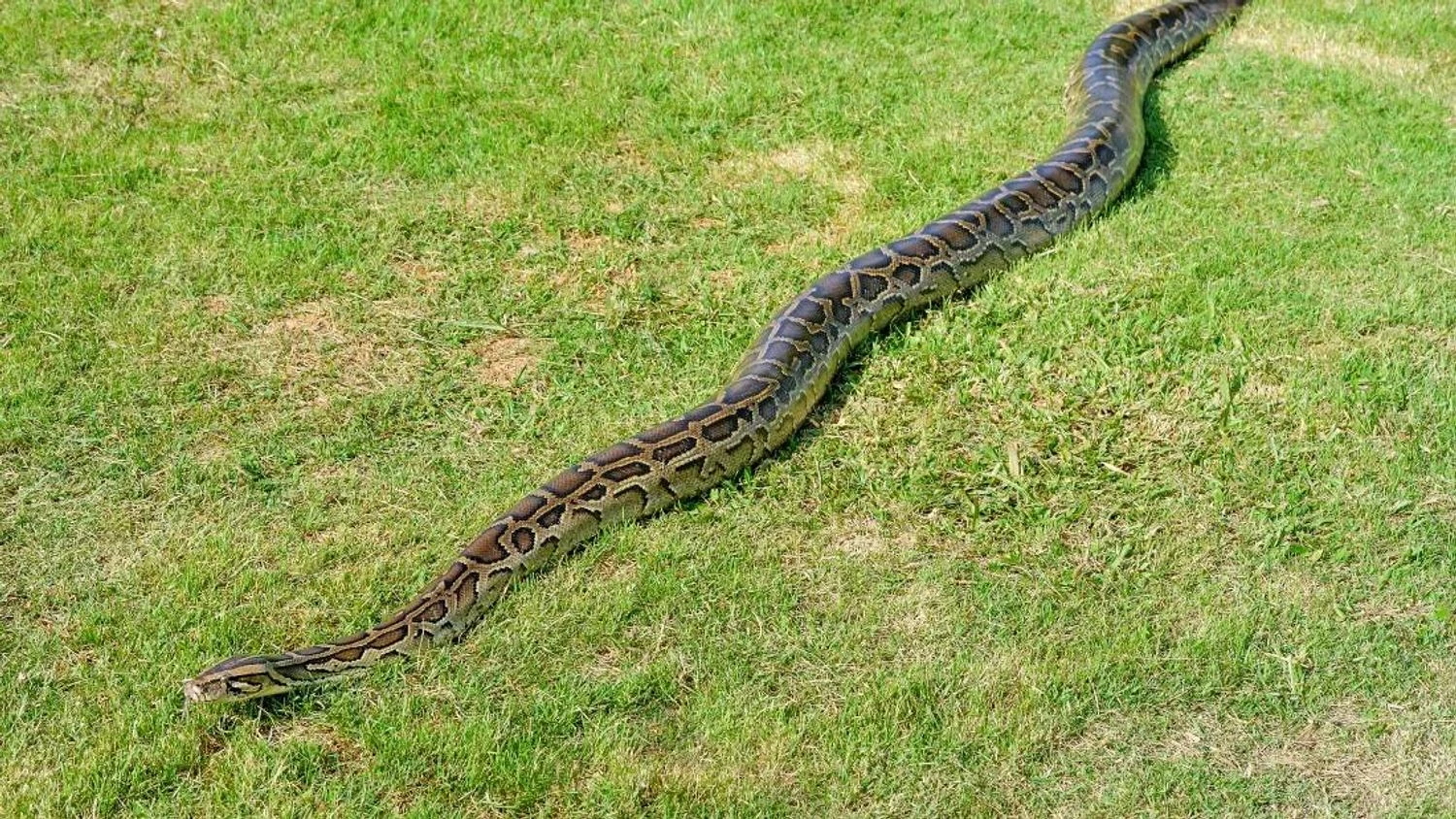 A record-breaking snake lives in the USA: a reticulated python weighs ...