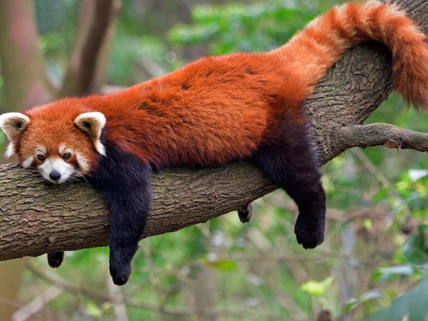 International Red Panda Day and Surgeon's Day: what else is celebrated ...