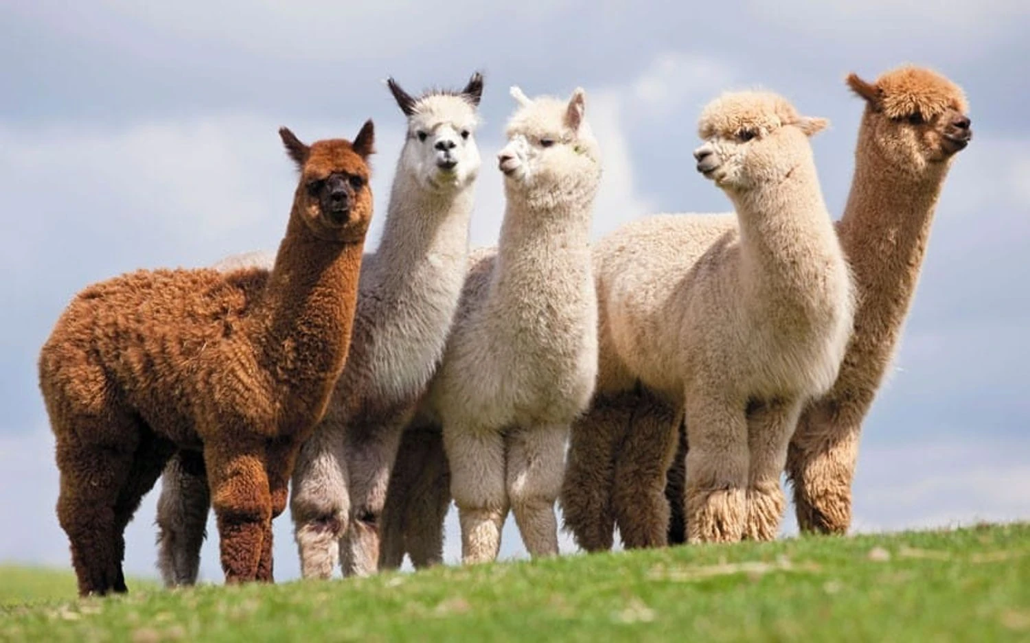 Alpaca Day and World Contraception Day: what else is celebrated on ...