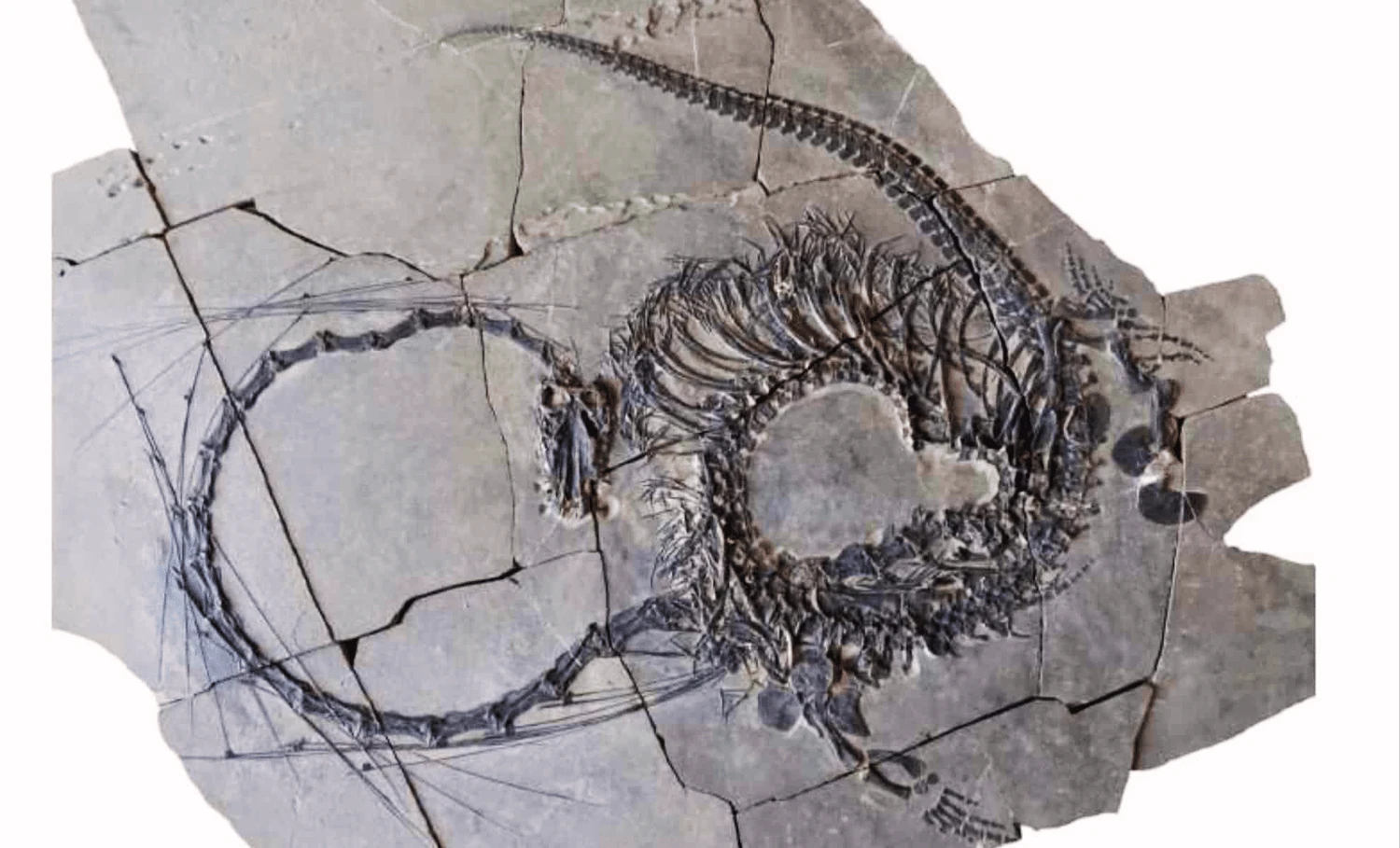 240-million-year-old "dragon" fossil found in China | УНН