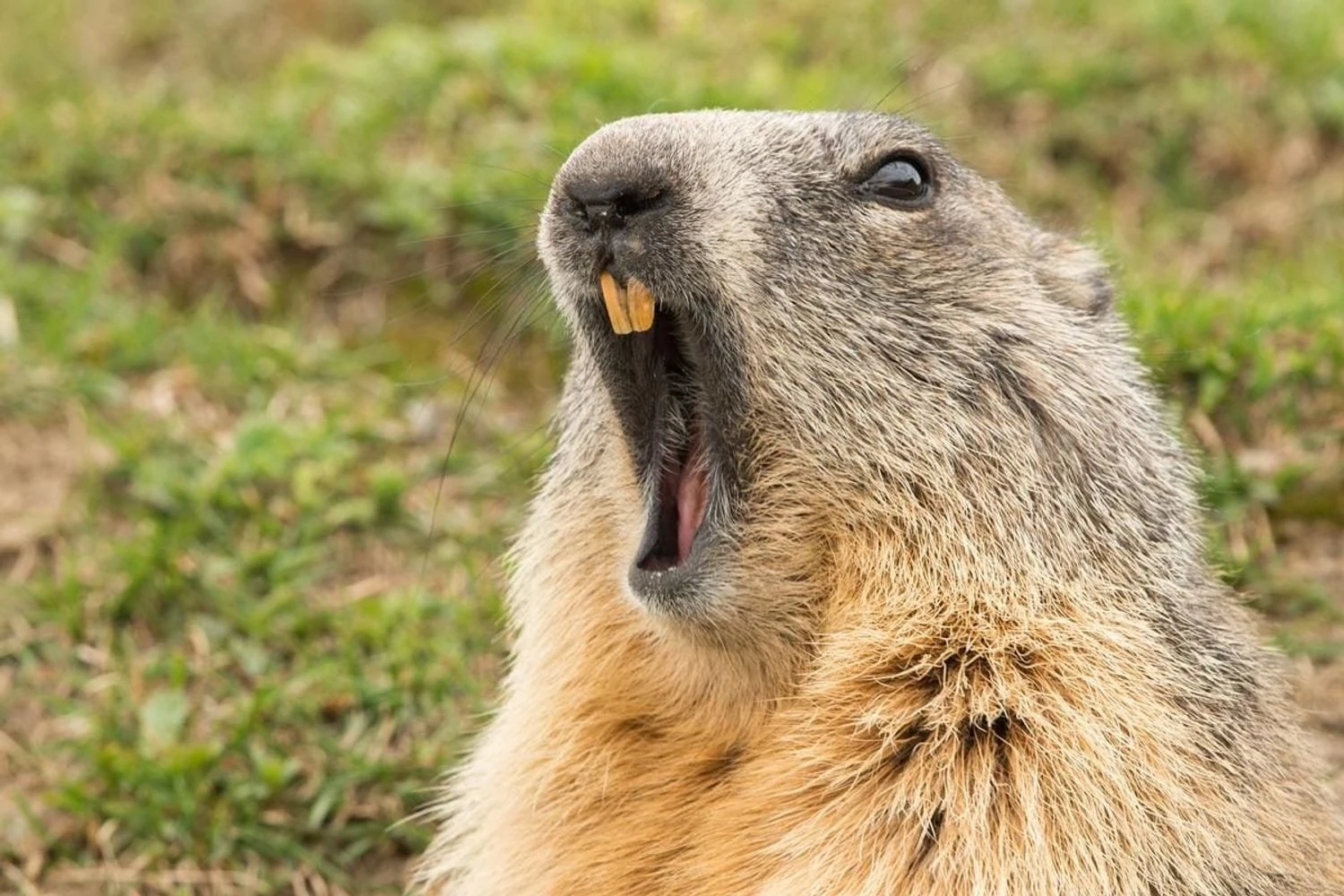 Buryatia authorities urge not to eat marmots due to an outbreak of ...