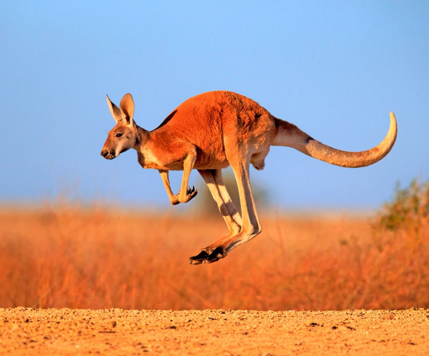 World Kangaroo Day and International Diplomats Day: what else is ...
