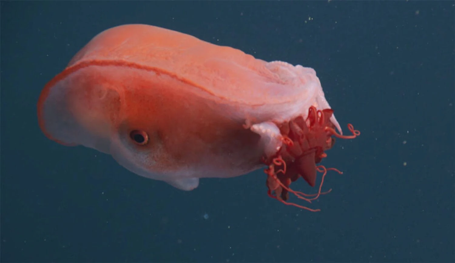 Fourth case in 40 years: a seven-armed octopus discovered in the deep ...