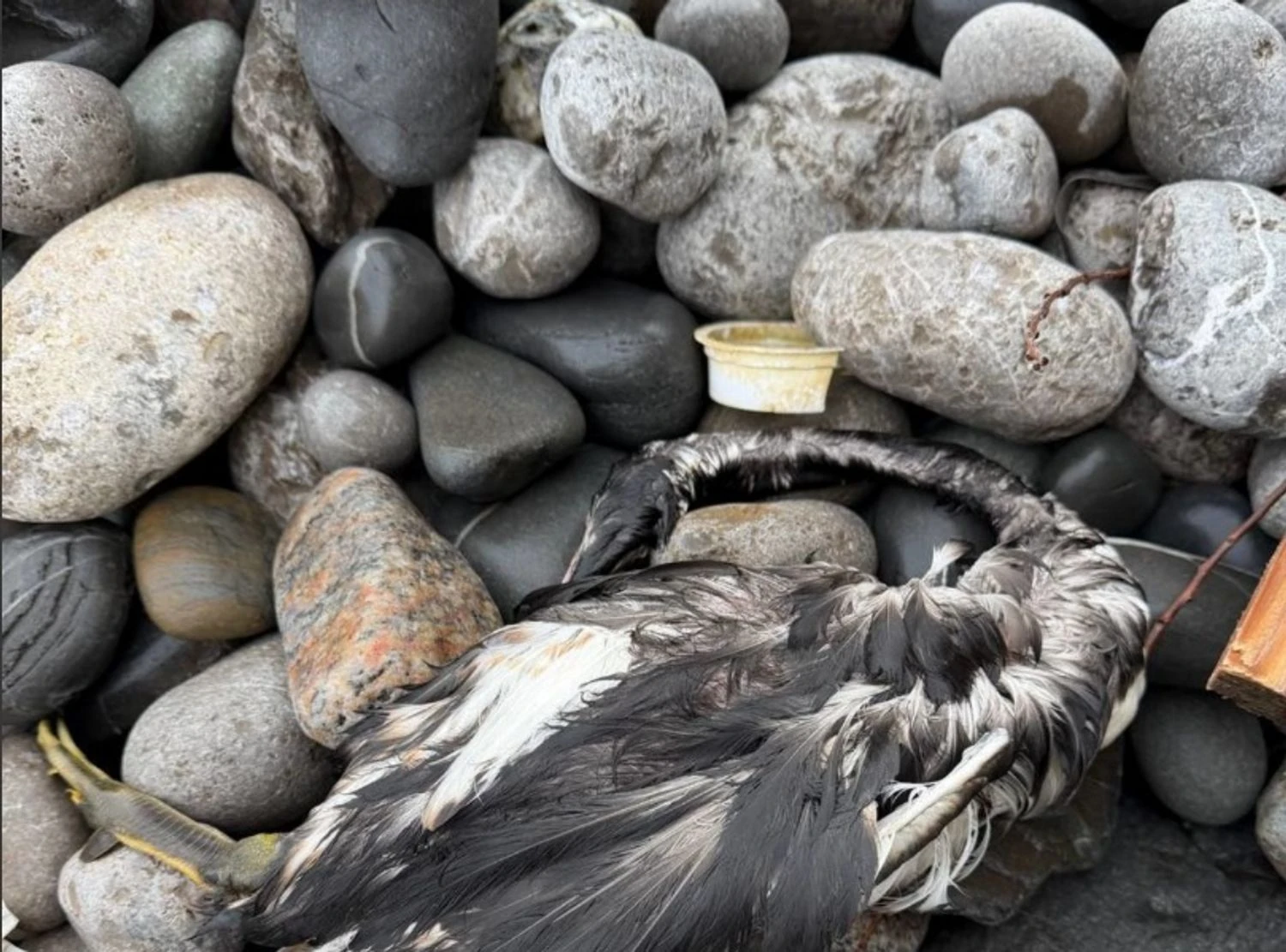 A large oil slick and dead birds have been reported off the southern ...