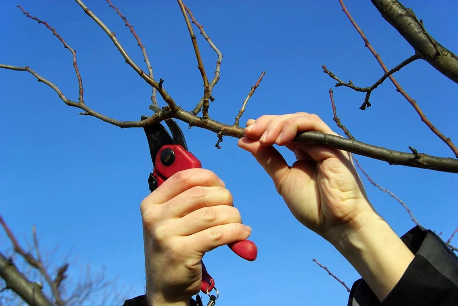 Proper tree pruning - what to look for to increase yield | УНН