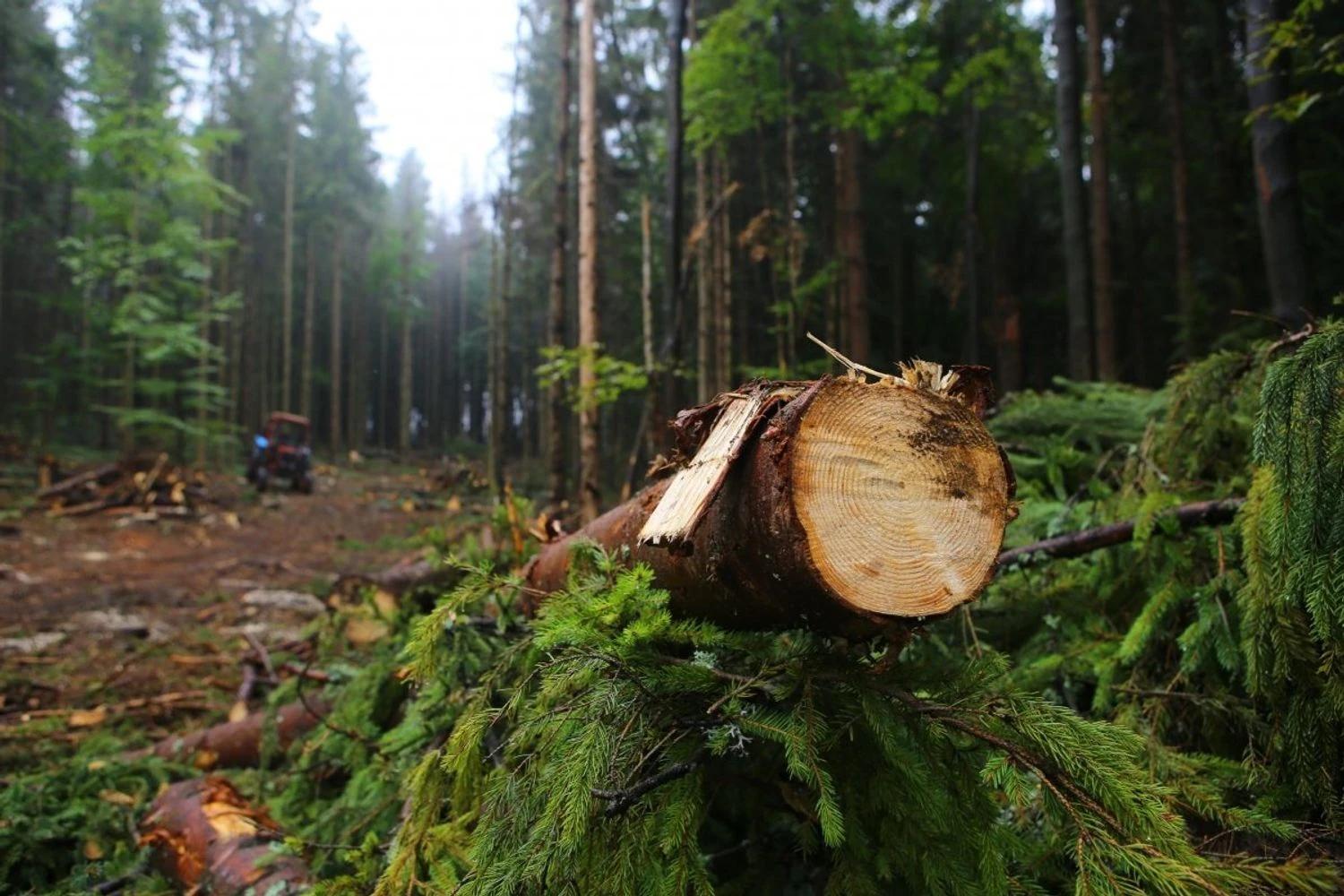 Illegal logging in nature reserves and forests and tens of millions in ...