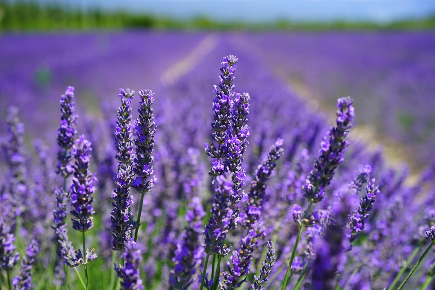 How to care for lavender: watering, fertilizing, pruning, and plant ...